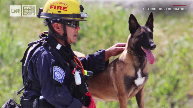 Giving shelter dogs a new chance at life - as search and rescue K-9s ...