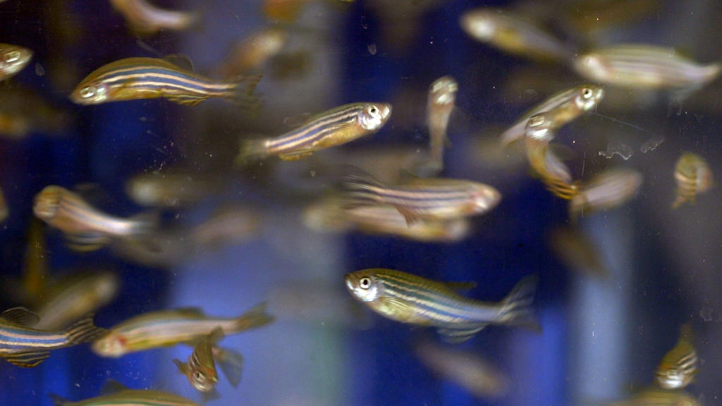 The boy was dying. Zebrafish helped save his life - STAT - Not All News ...