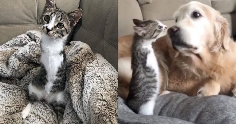 Funny and Cute Videos of a Double-Amputee Cat Named Duck | POPSUGAR ...