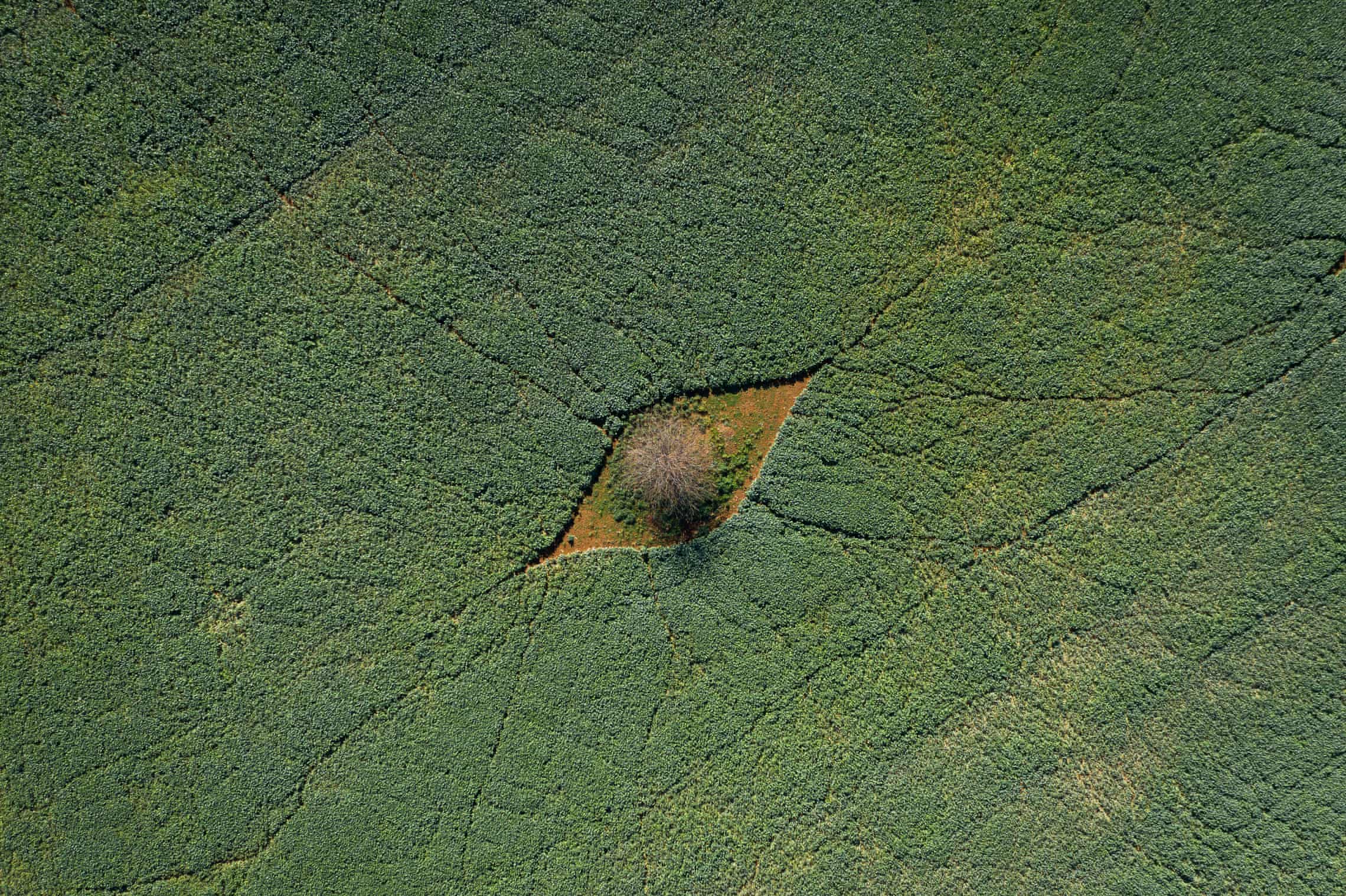 'A beautiful change': Australia in bloom after drought-breaking rain ...