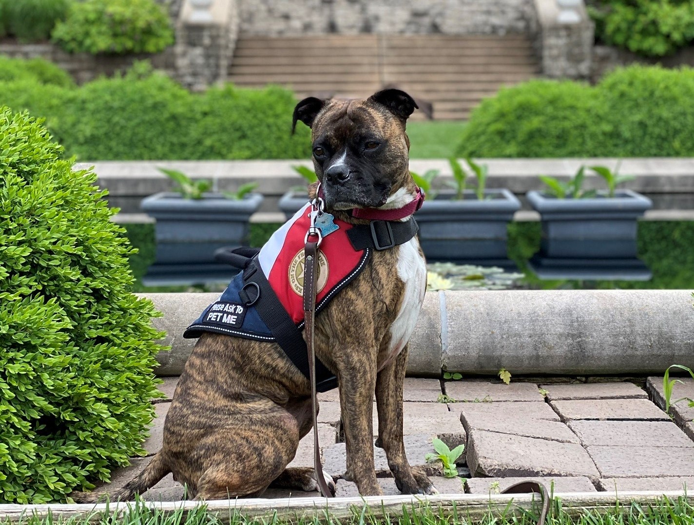 Once days away from being euthanized, Missouri dog competes for ...