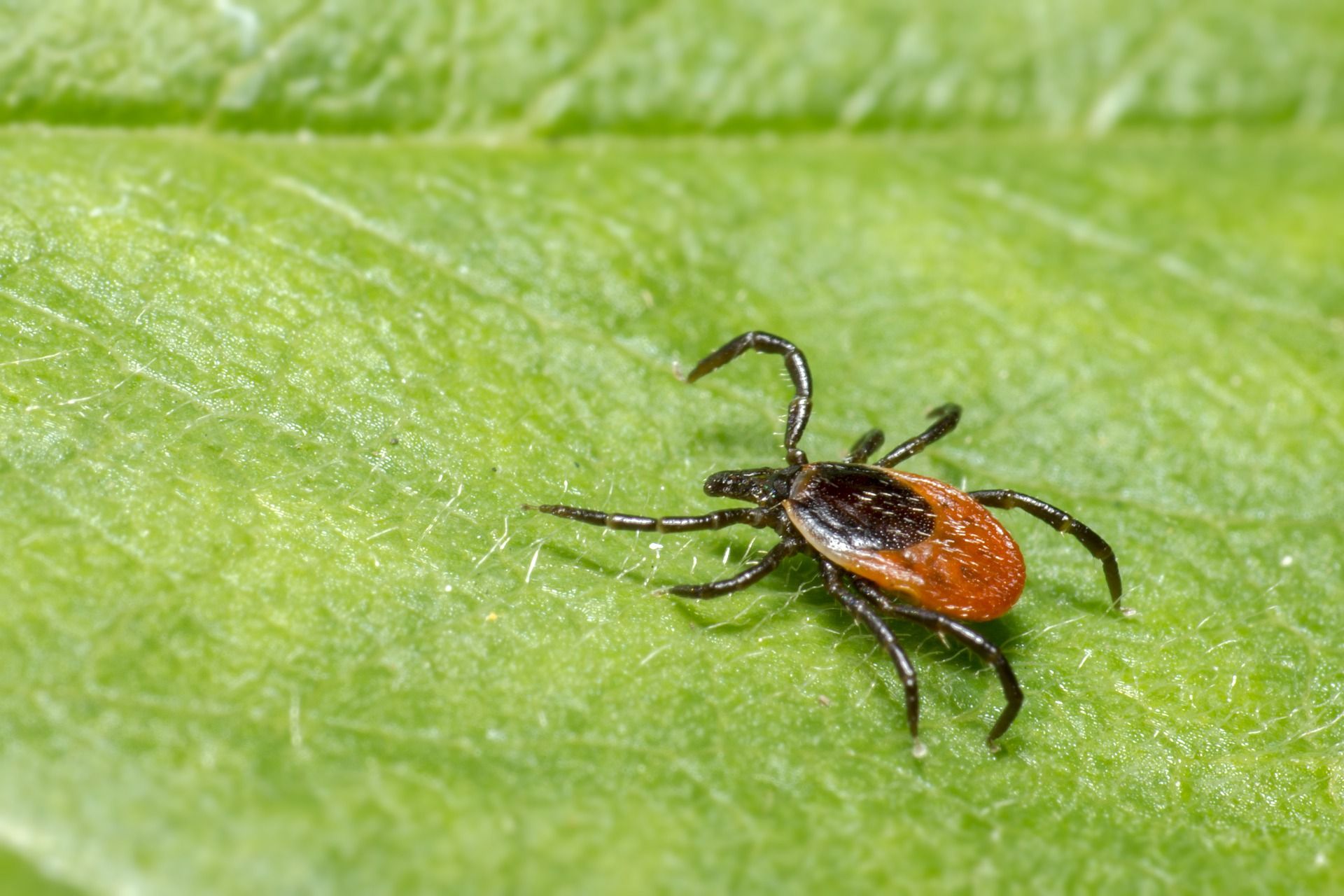 MRNA Vaccines New Key In Treating Lyme Disease Not All News Is Bad mrna-vaccines-new-key-in-treating-lyme-disease-not-all-news-is-bad