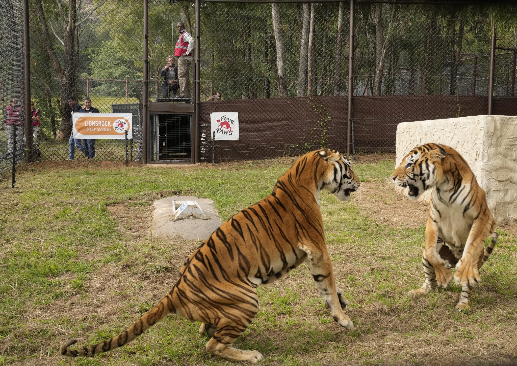 They spent years locked in a train car. Now four tigers can feel the ...
