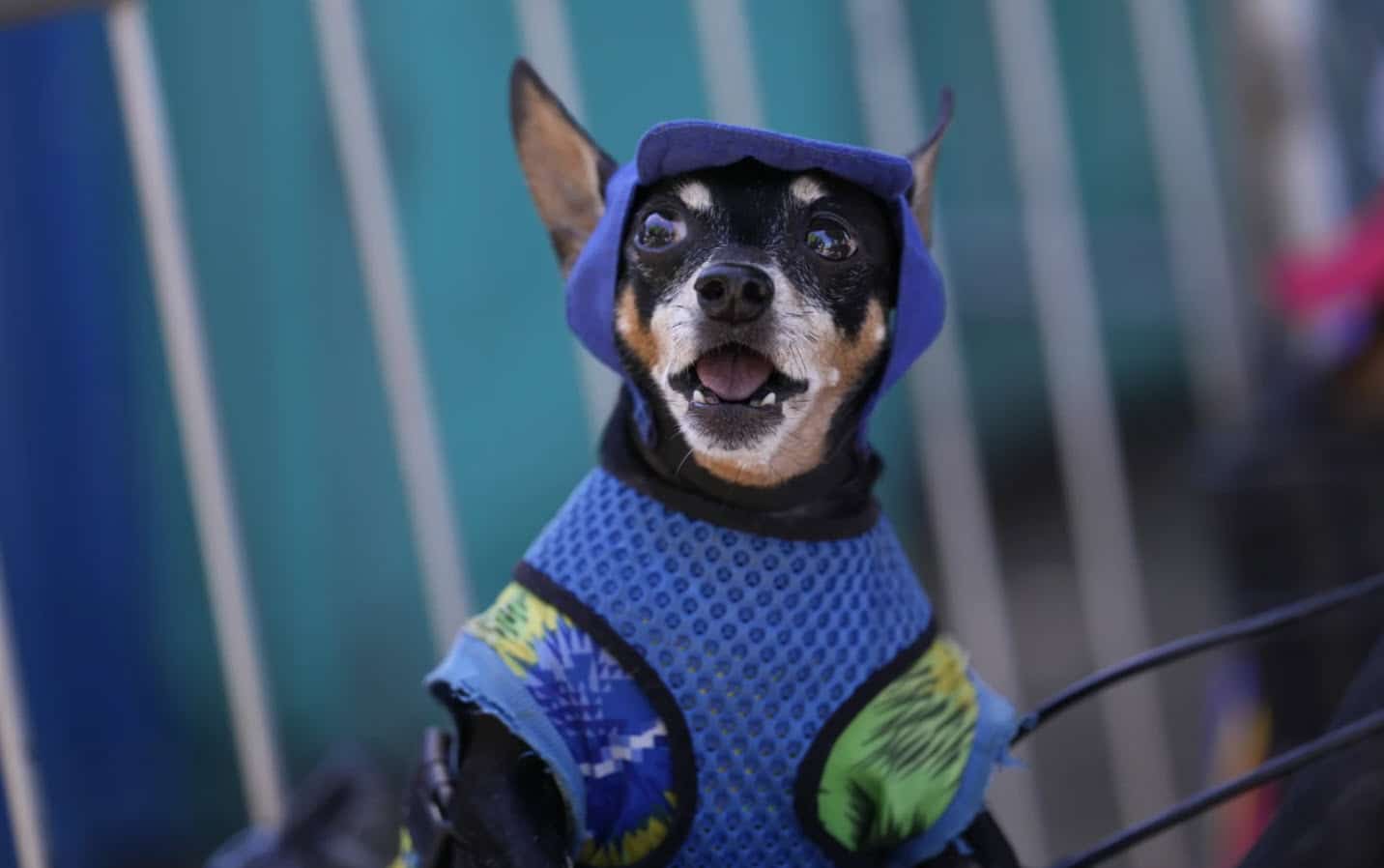 Dogs in glittery costumes parade in Rio de Janeiro as pet lovers kick ...